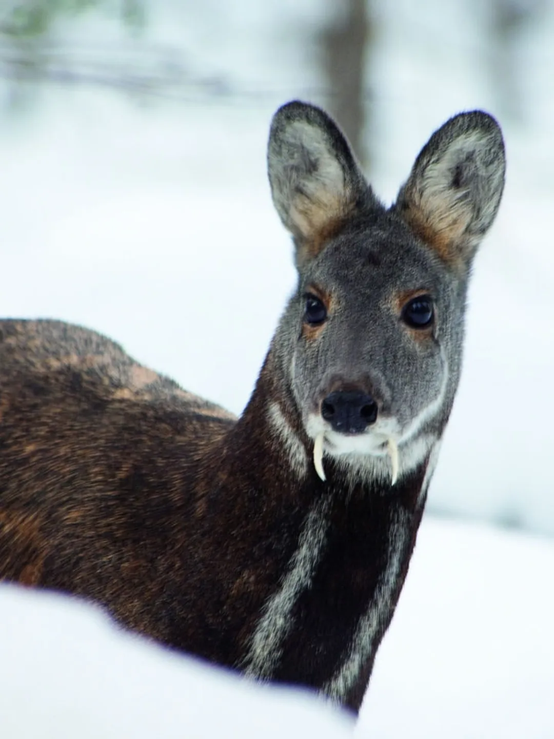 Musk of musk deer (musk deer stream) -Moschus Moschiferus pure 0,035 oz ...