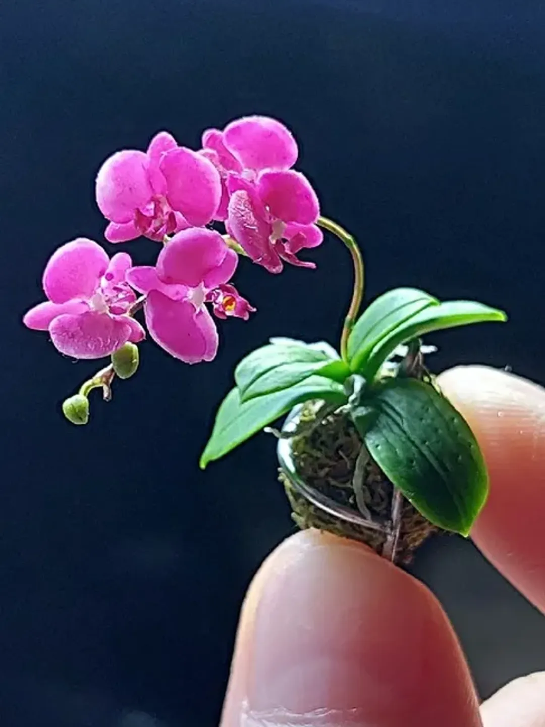 Flower in a flowerpot for a dollhouse. 1:12. handmade. dollhouse ...