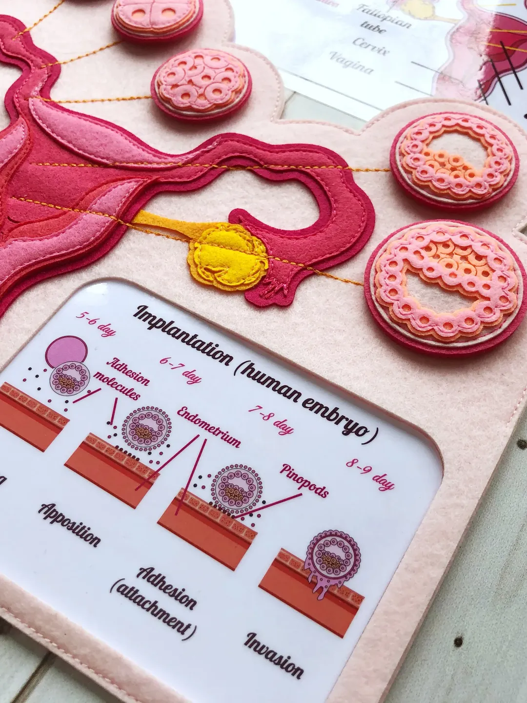 FEMALE FERTILIZATION, Human anatomy, Educational Toy, Reproductive ...