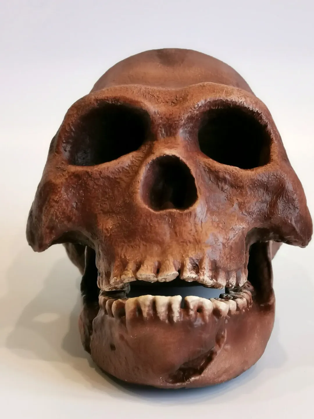 Homo Naledi Skull Replica Reconstruction, Full-size 3d printed Hominid ...