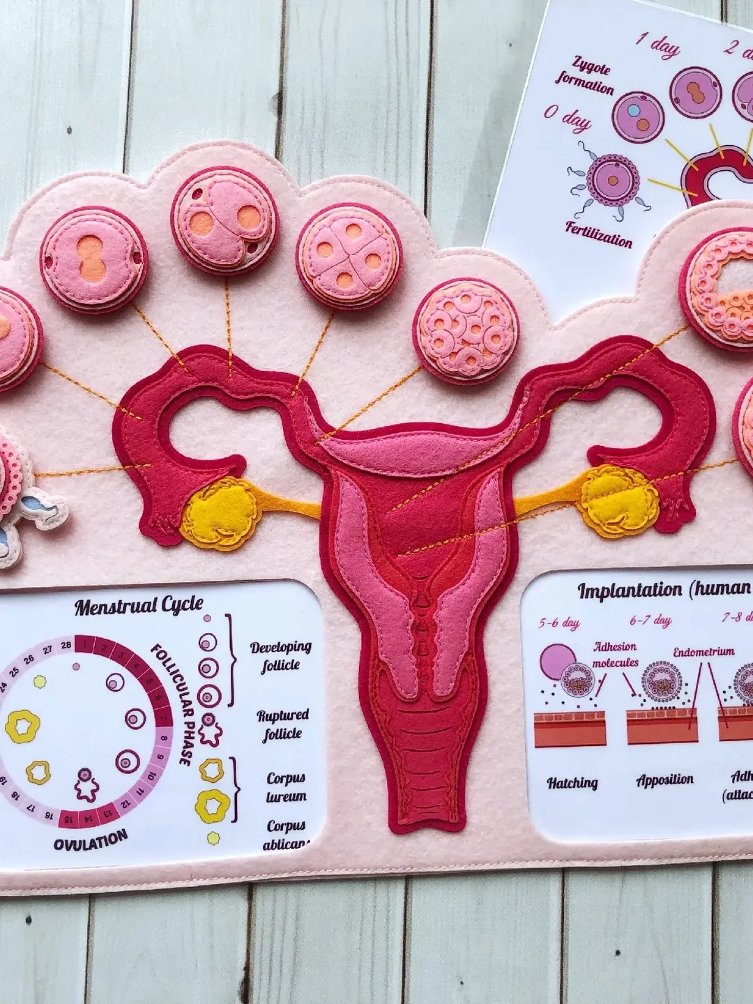 FEMALE FERTILIZATION, Human anatomy, Educational Toy, Reproductive ...