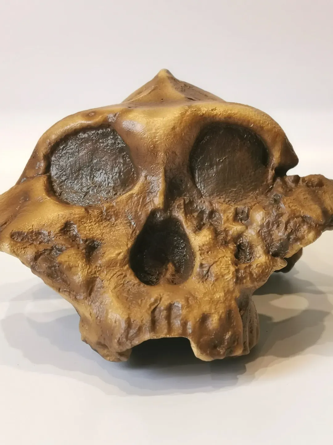 Sahelanthropus Tchadensis Skull Replica, Full-size 3d printed Hominid ...