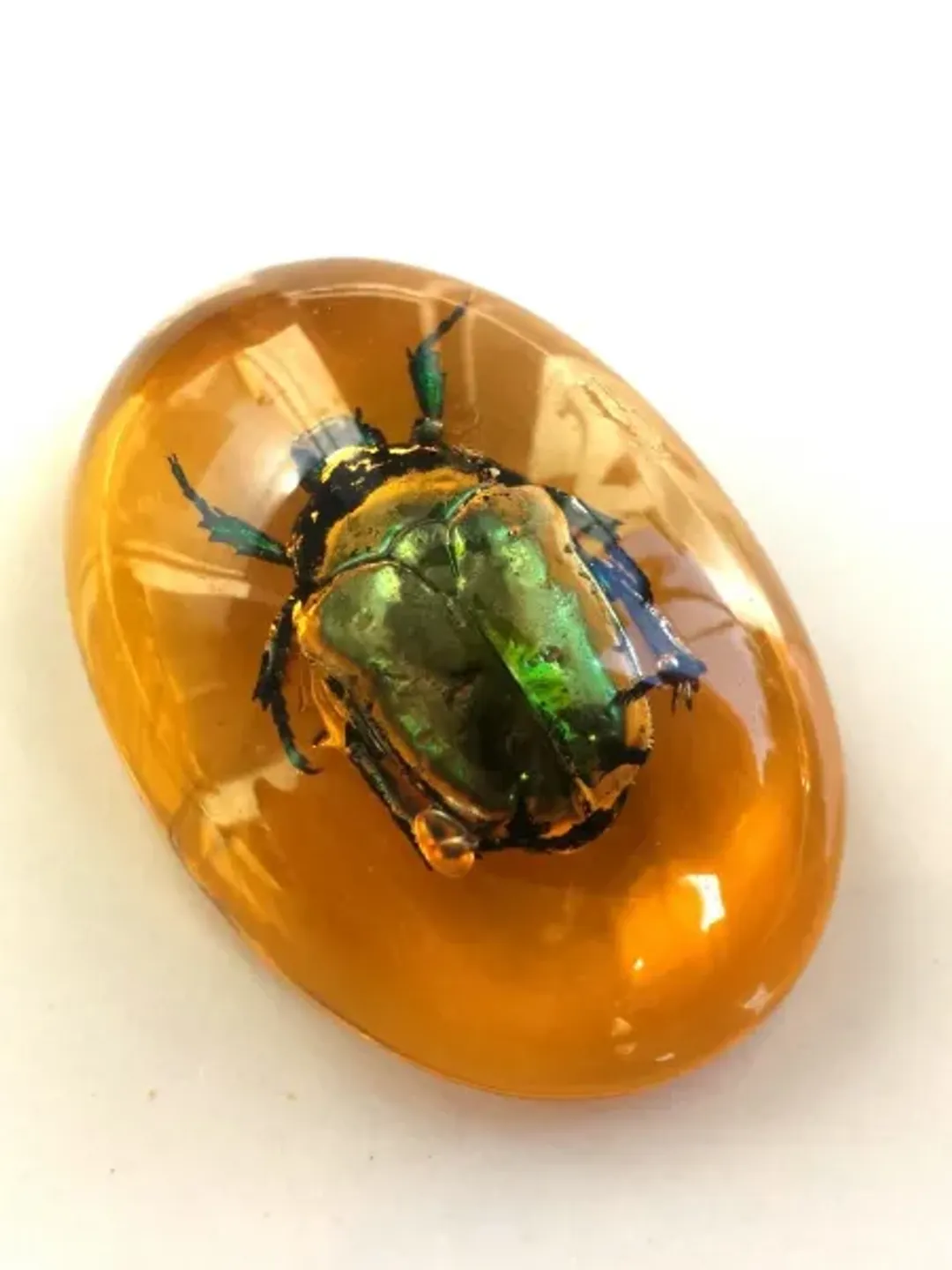 Real Scarab Beetle in Epoxy Resin Green bug insect taxidermy Cabochon ...