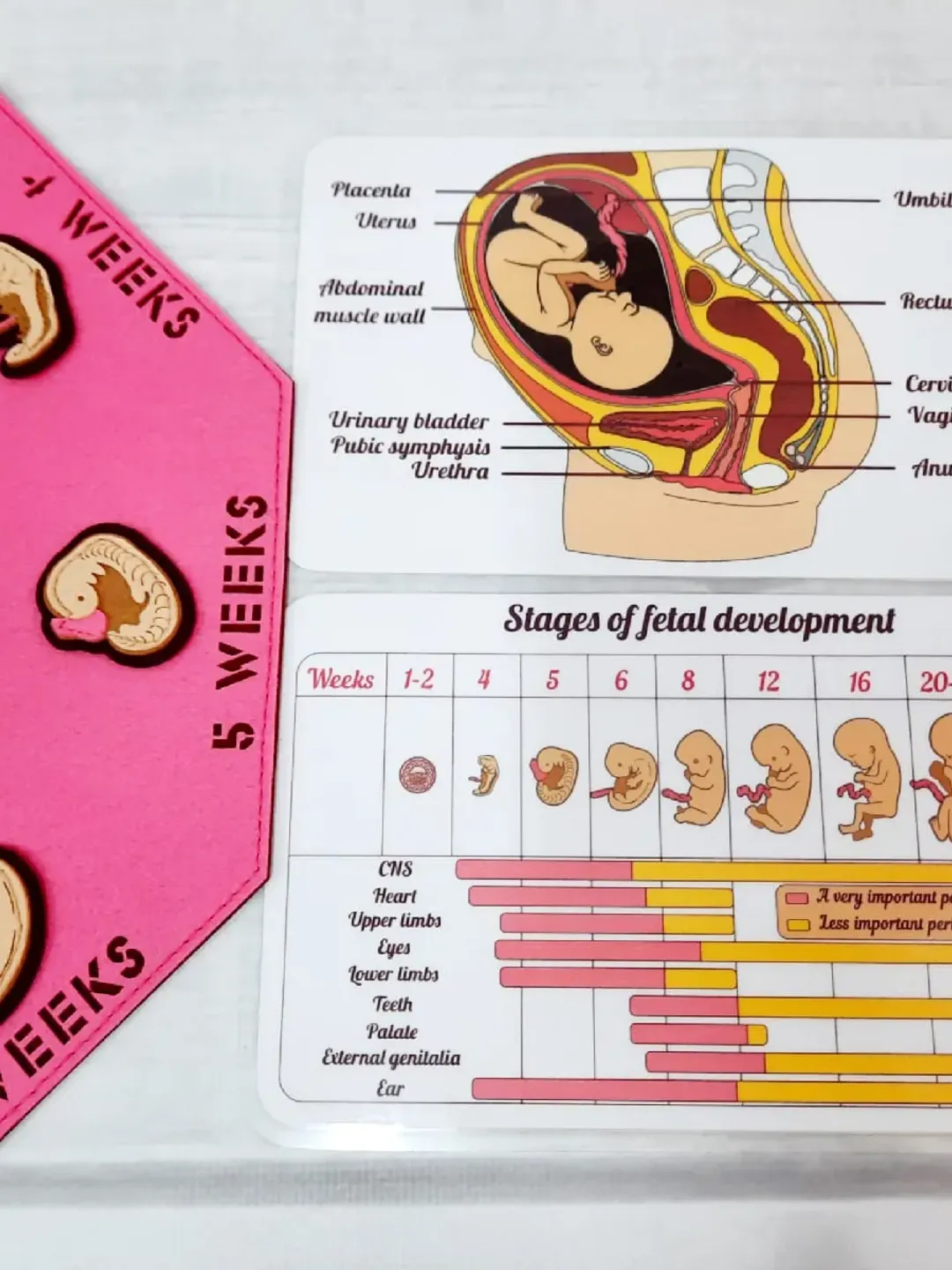 DEVELOPMENT HUMAN EMBRYO, Fetal development, Reproductive System ...