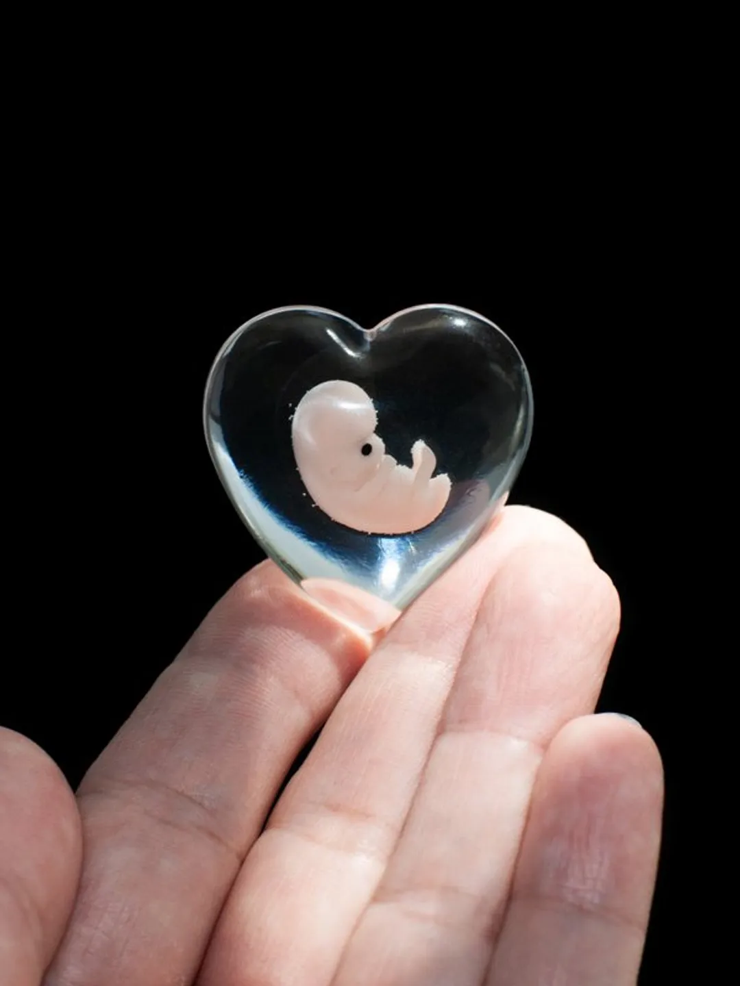 Embryo 7 weeks, 7 weeks pregnant, Sculpture cast in resin