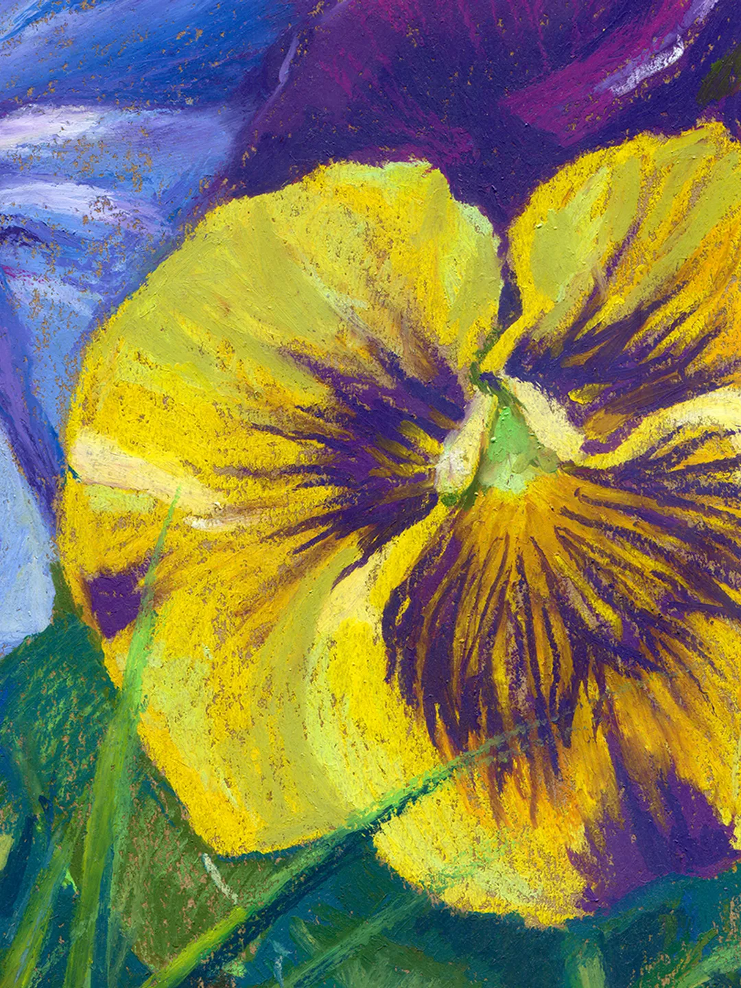 Drawing Viola yellow purple Garden variegated flowers Oil pastel on A4 ...