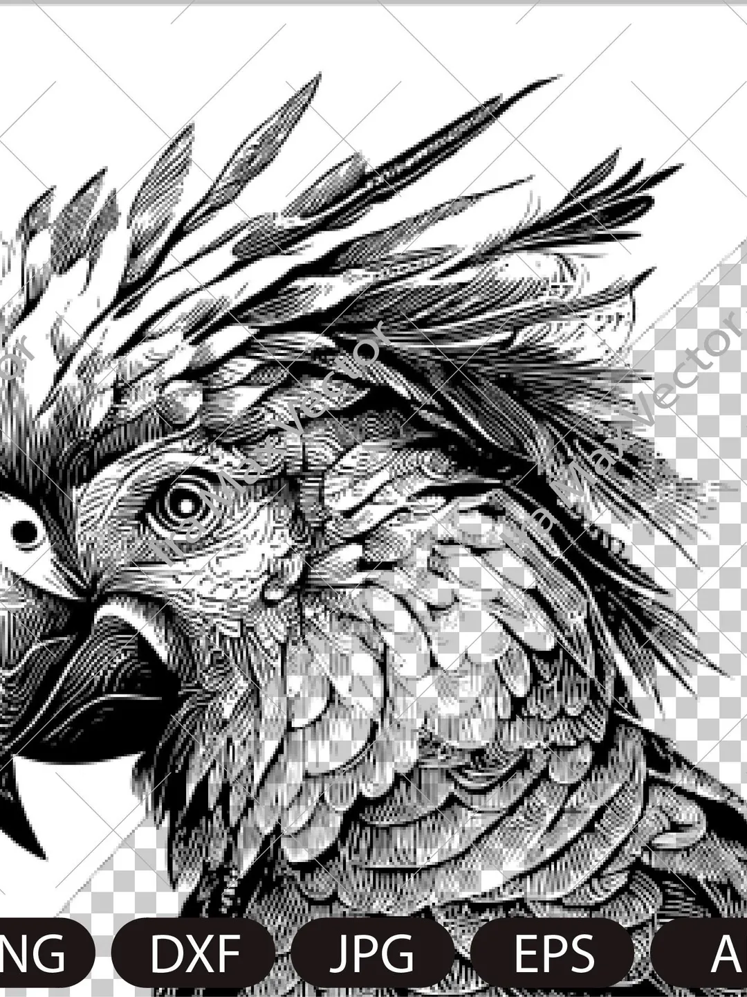 Parrot Svg, Exotic bird svg, Macaw svg, Silhouette dxf, cricut svg ...
