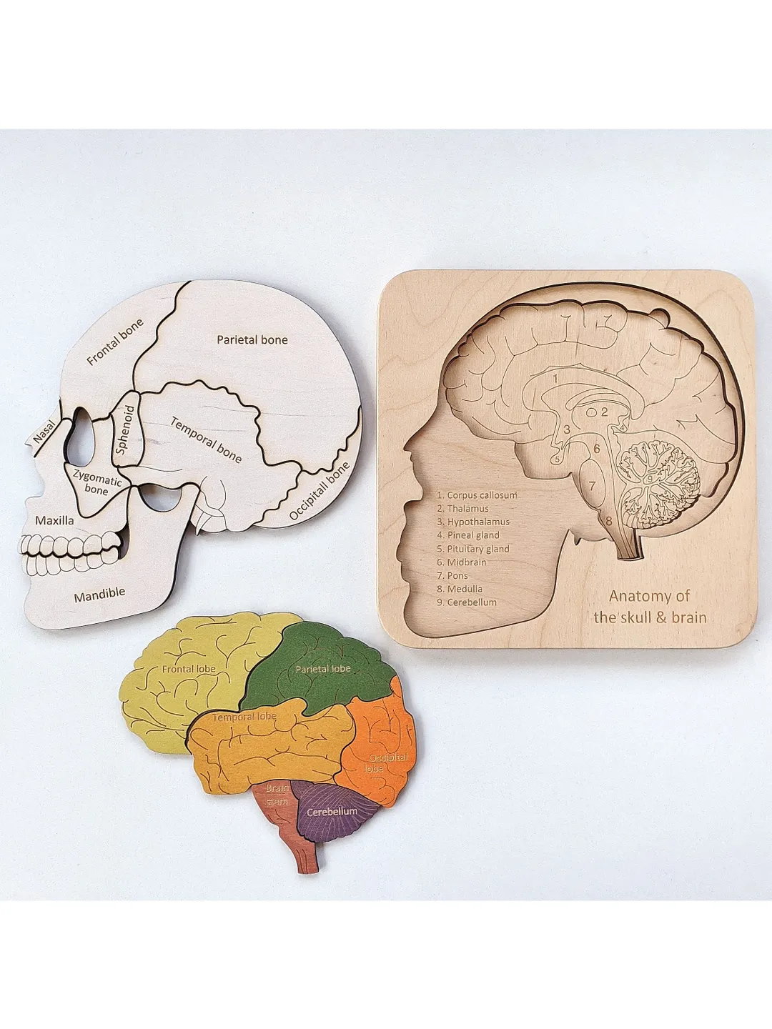 Wooden Puzzle Skull Brain structure puzzle Montessori Wooden puzzle ...