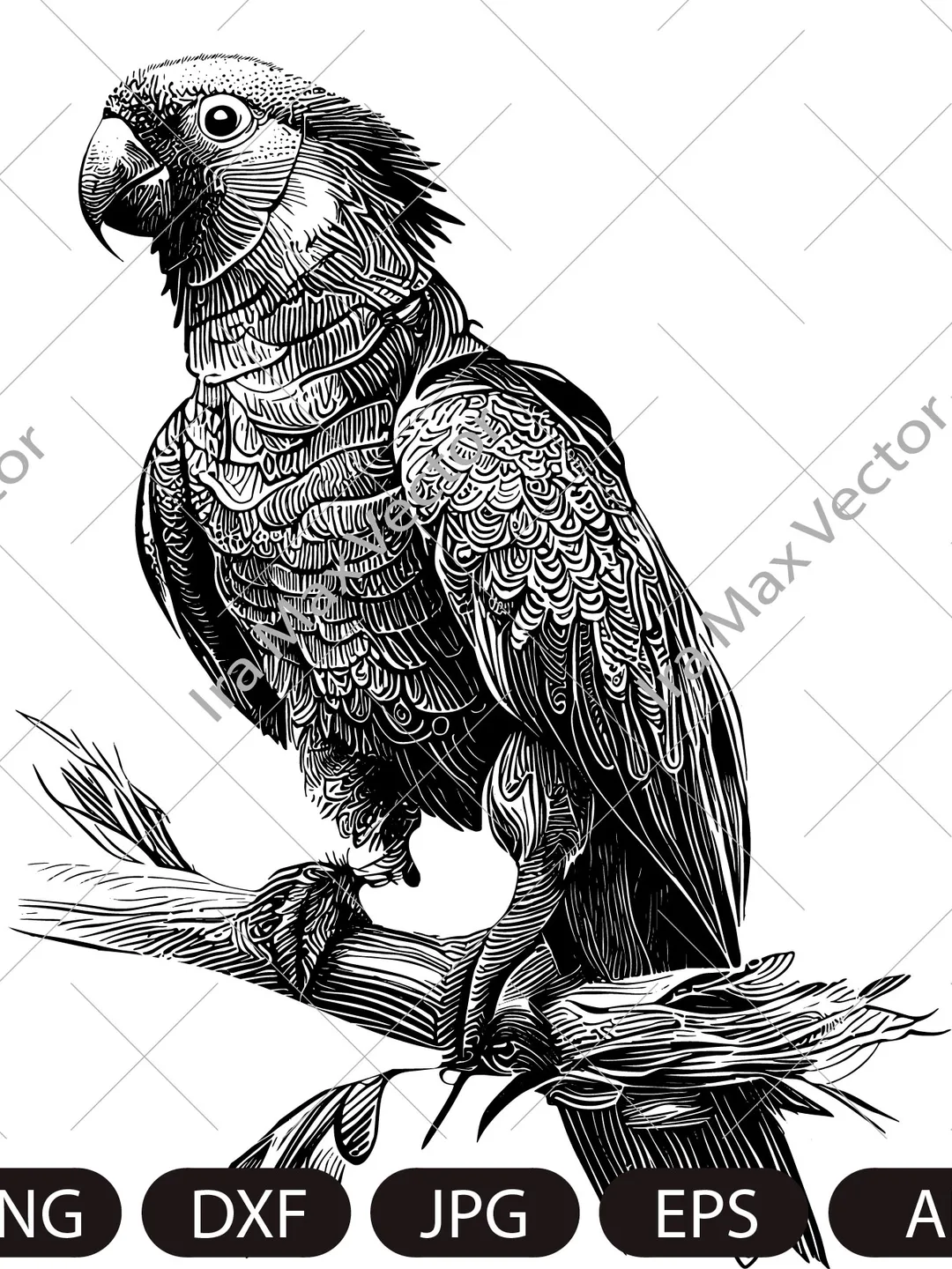 Parrot Svg, Macaw svg, Exotic bird svg, Silhouette dxf, bird Clipart ...