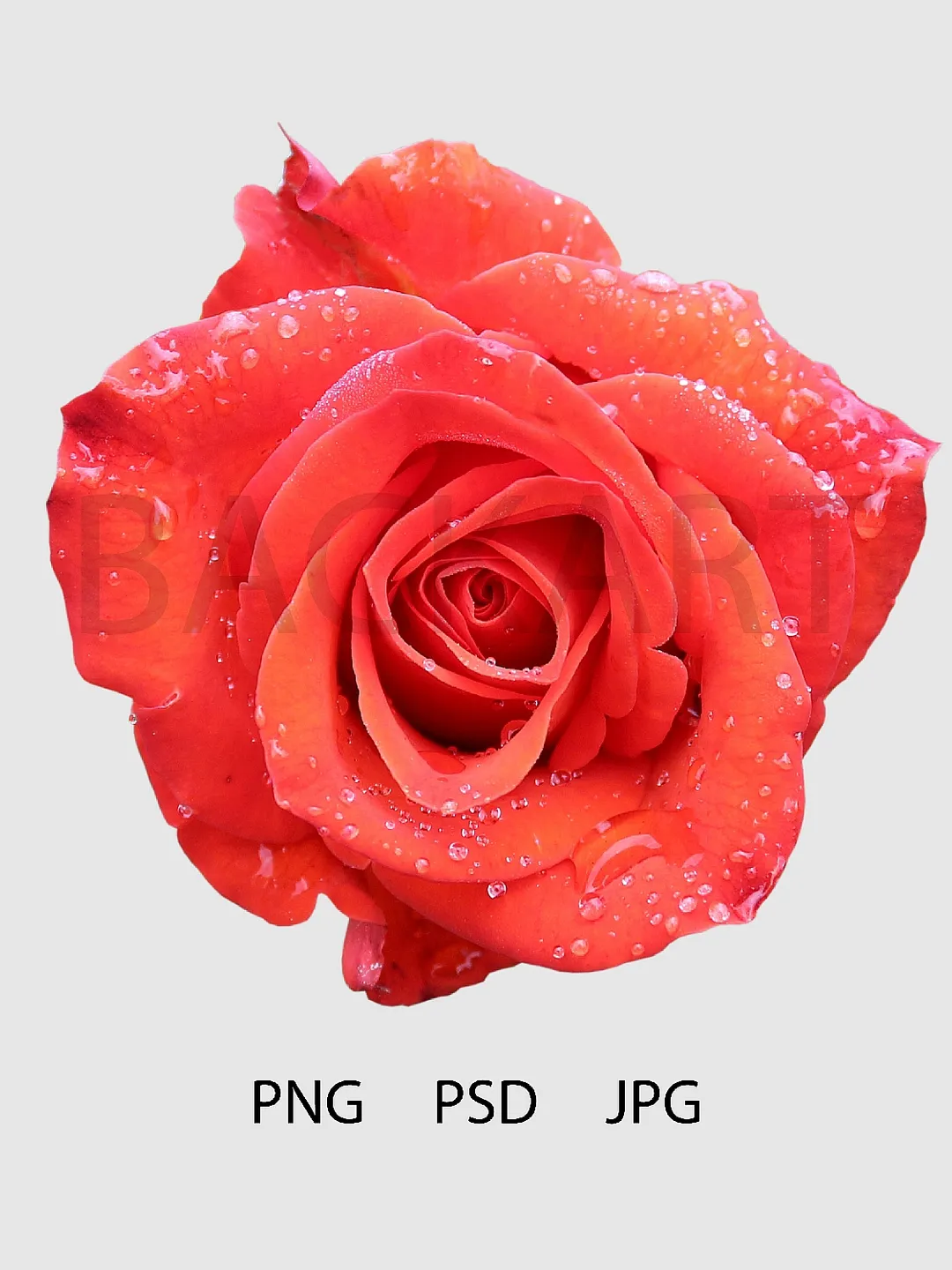 Gorgeous red rose. PSD image for printing. PSD file, PNG file, JPG file