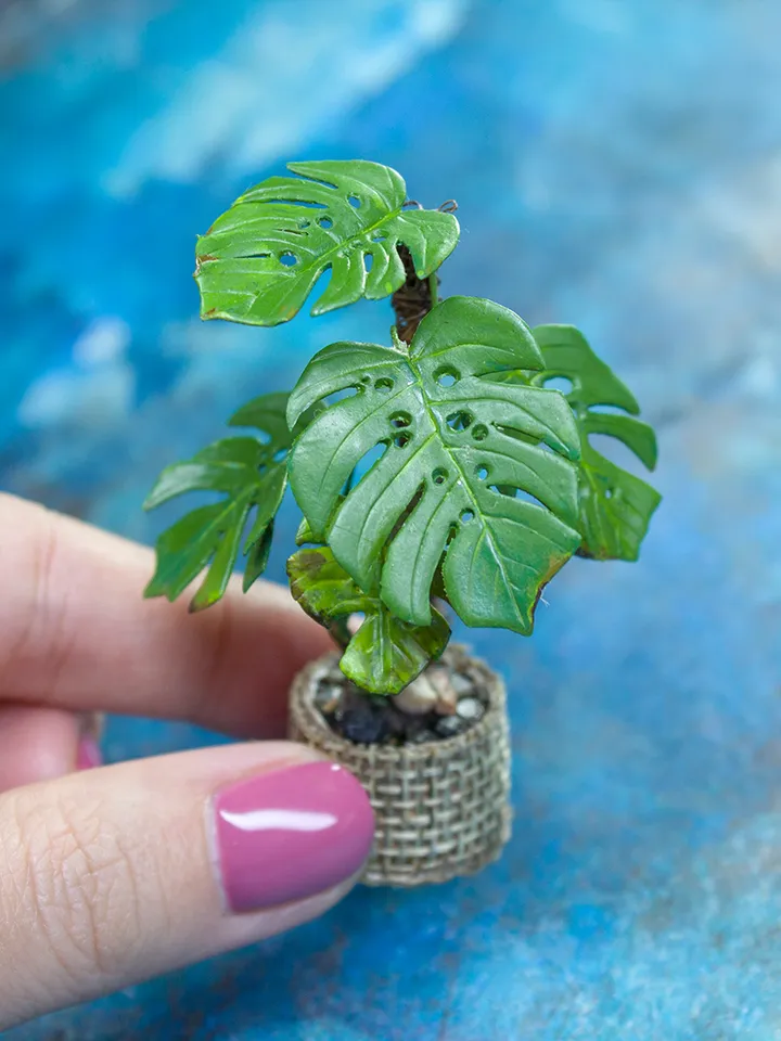 Miniature monstera in a pot $45.00 | Buy online with delivery