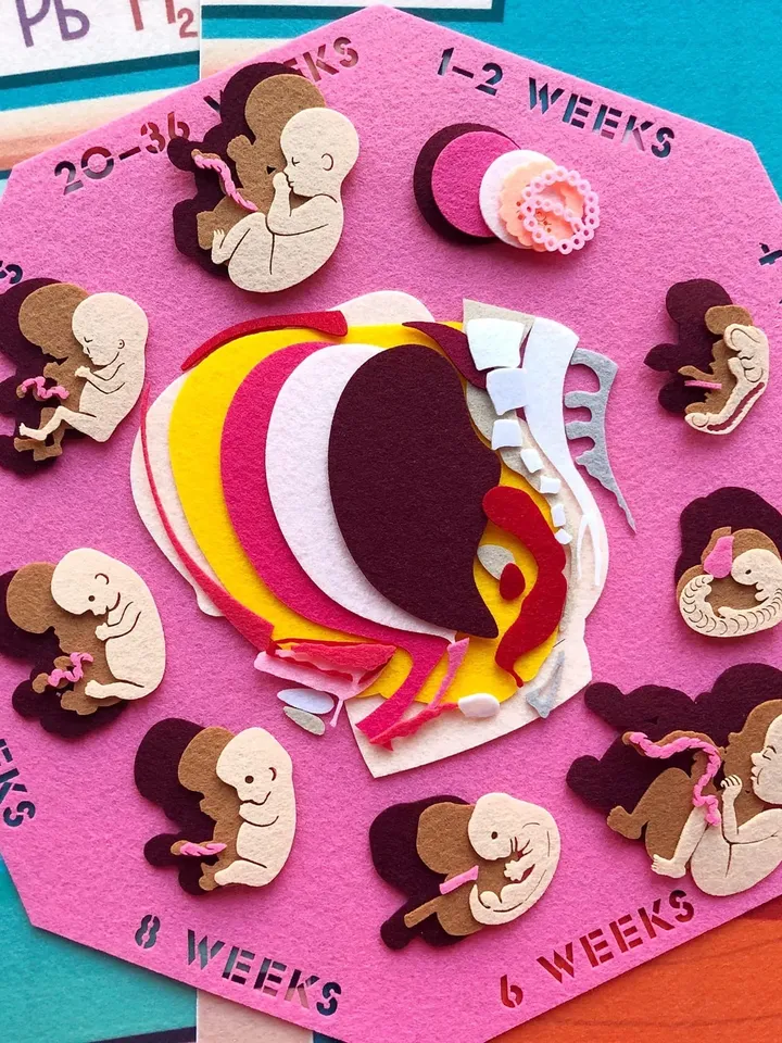 DEVELOPMENT HUMAN EMBRYO, Laser Cut Parts, Reproductive System, Anatomy ...