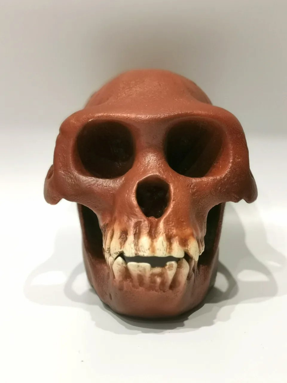 Homo Naledi Skull Replica of DH1 Find, Full-size 3d printed Hominid ...