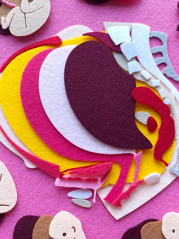 DEVELOPMENT HUMAN EMBRYO, Laser Cut Parts, Reproductive System, Anatomy ...