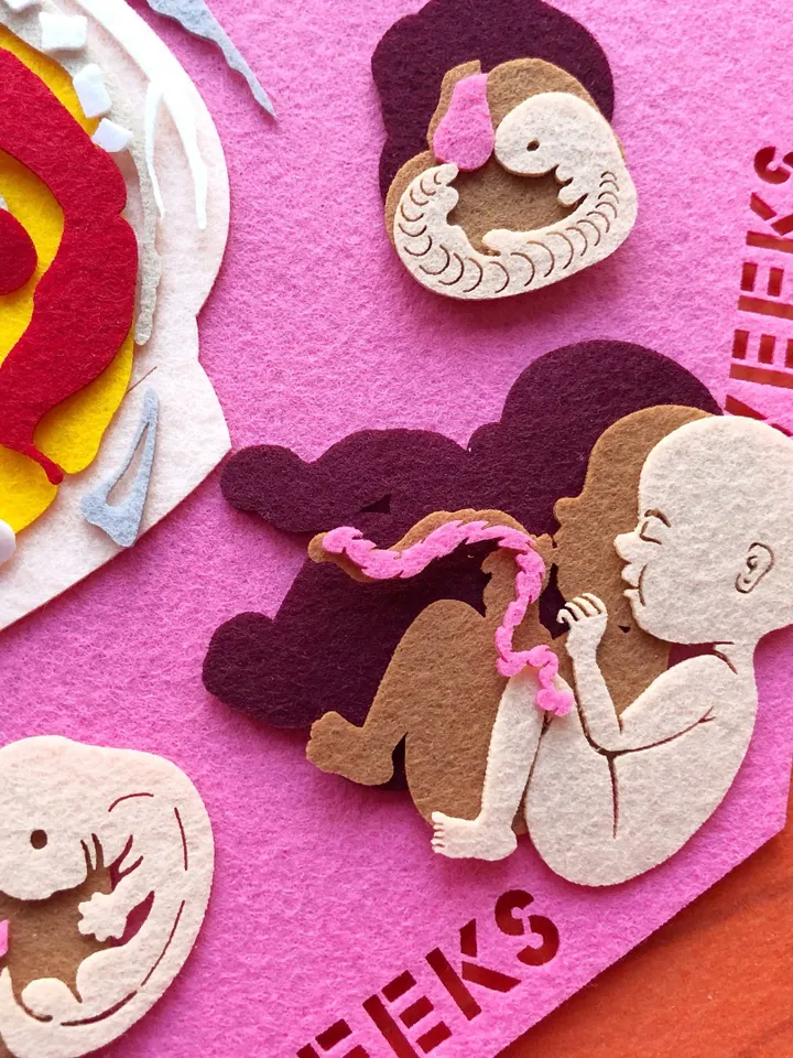 DEVELOPMENT HUMAN EMBRYO, Laser Cut Parts, Reproductive System, Anatomy ...