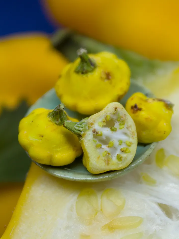 TUTORIAL Miniature pattypan squash with polymer clay $5.80 | Buy online ...
