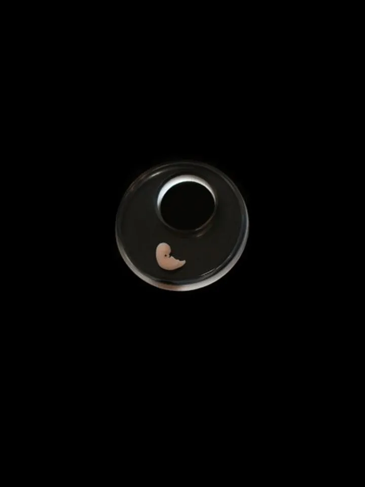 Embryo 5-6 weeks, 5 weeks pregnant, pendant, bereavement fetus, cast in ...