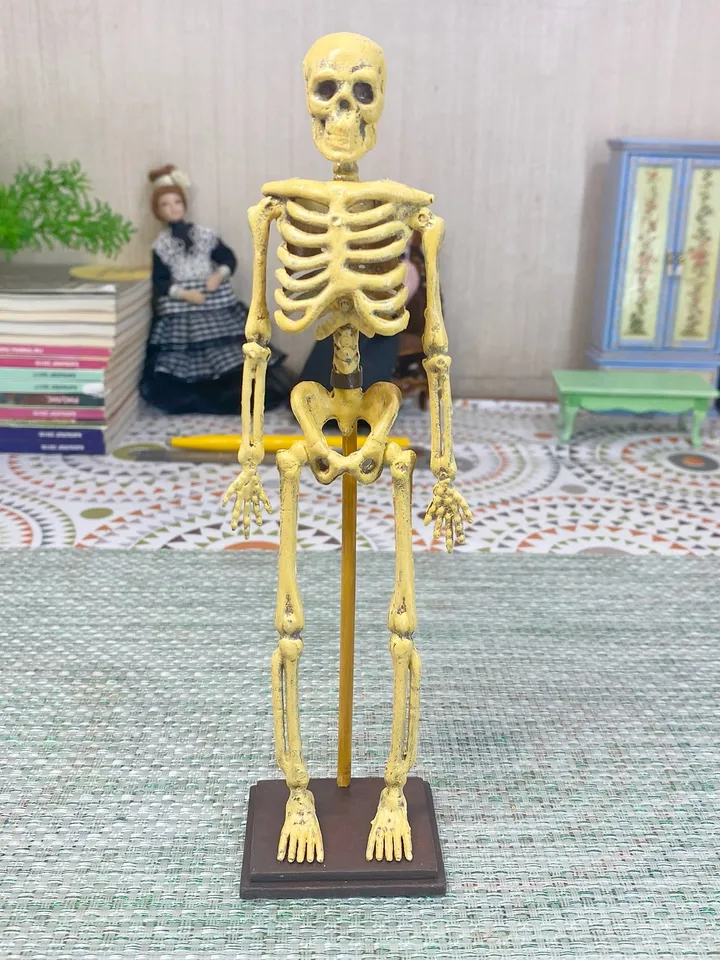 Museum exhibit. Skeleton. Puppet miniature. 1:12. $48.00 | Buy online ...
