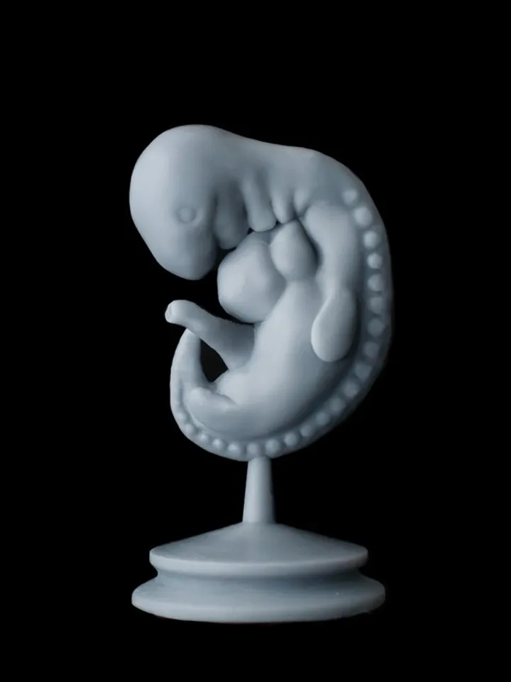 Embryo 4 weeks, 3D print $11.00 | Buy online with delivery