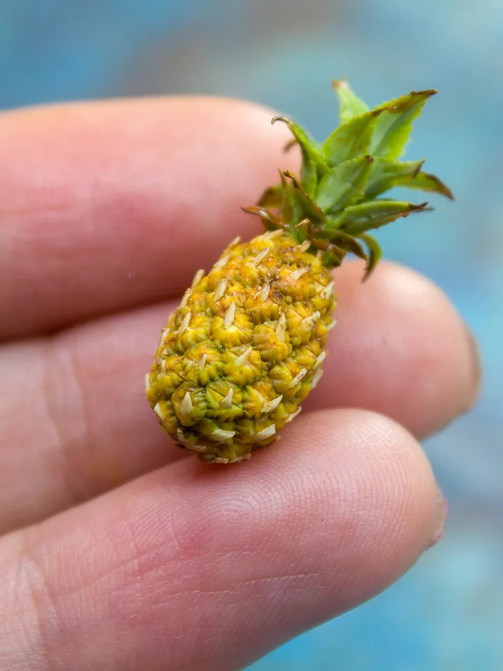MINIATURE pineapple for dollhouse decoration | Dollhouse miniatures $38 ...
