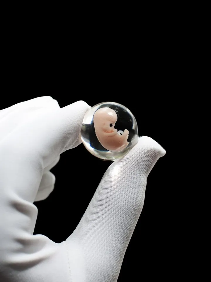 Embryo 7 weeks in Lens, 7 weeks pregnant, Sculpture cast in resin. With ...