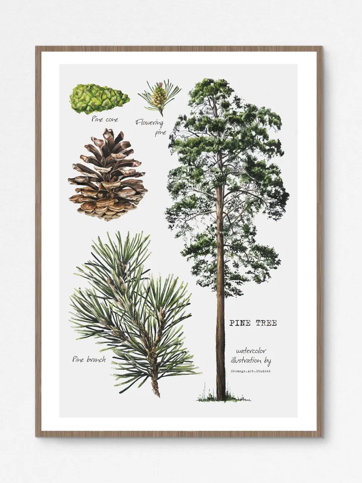 Vintage Botanical Illustration, Tree Botanical Art, Forest Botanical ...