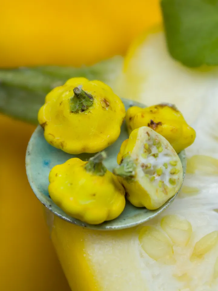 TUTORIAL Miniature pattypan squash with polymer clay $5.80 | Buy online ...