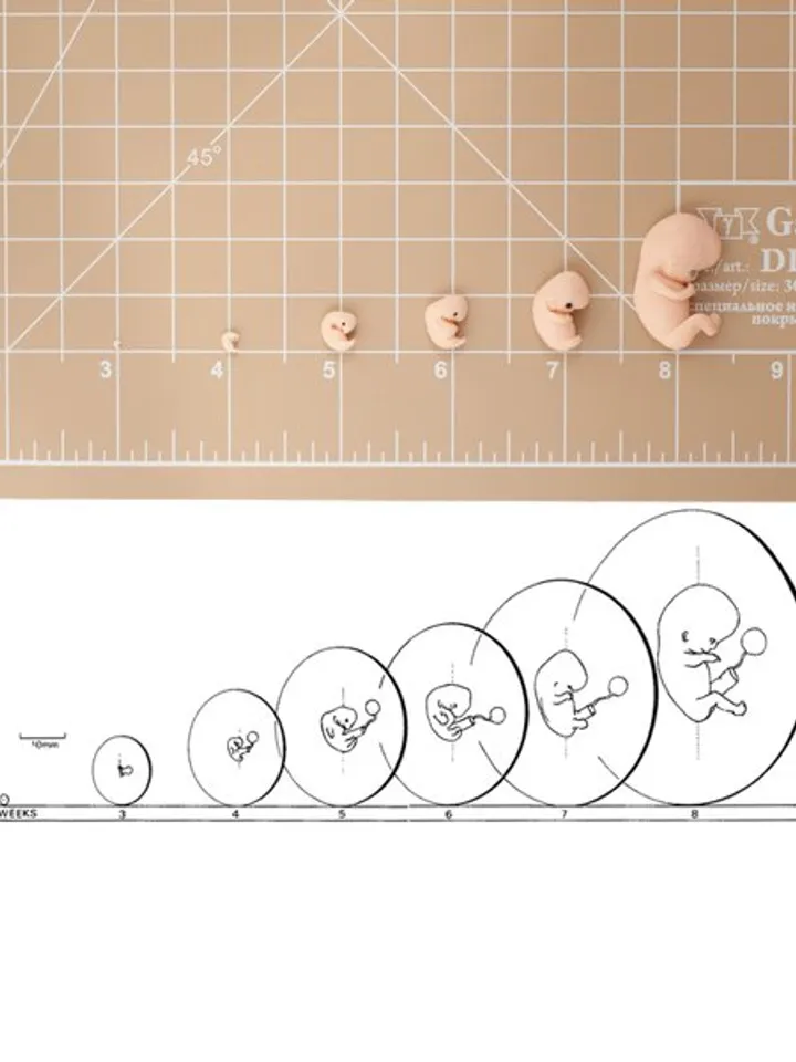 FLAT Set of 1st trimester of pregnancy, 3-4-5-6-7-8-10 postovulatory ...