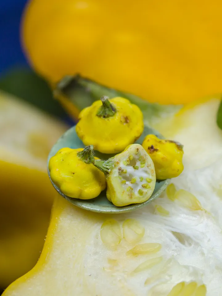TUTORIAL Miniature pattypan squash with polymer clay $5.80 | Buy online ...