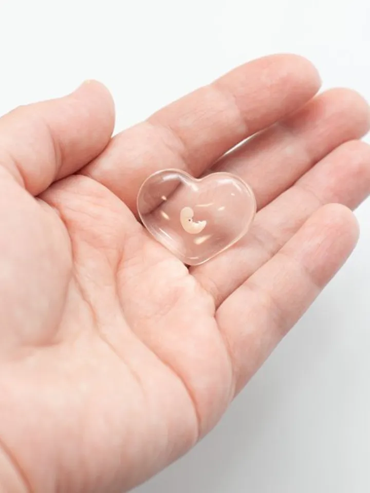 Embryo 5-6 weeks, 5 weeks pregnant, Wide heart shape, Sculpture cast in ...