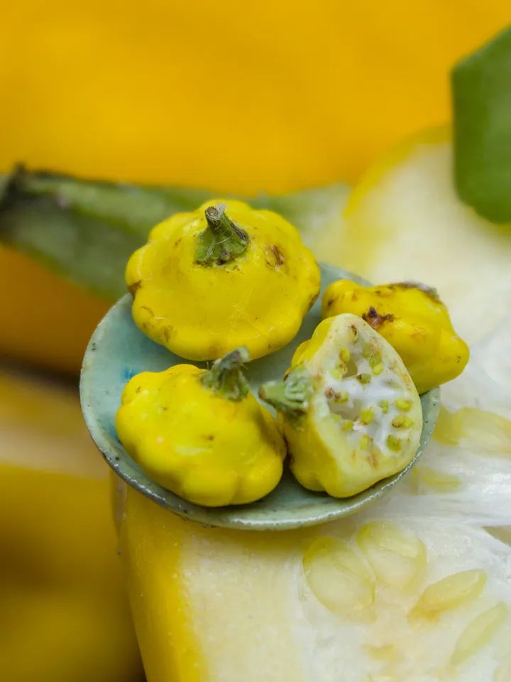 TUTORIAL Miniature pattypan squash with polymer clay $5.80 | Buy online ...