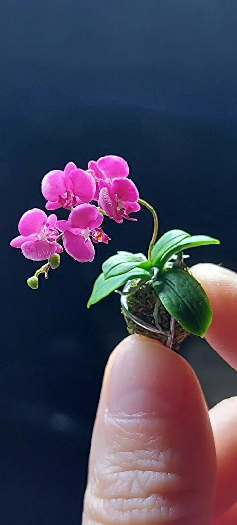 Miniature Orchid dollhouse 1:12, cocedama fuchsia Orchid, Orchid in a ...
