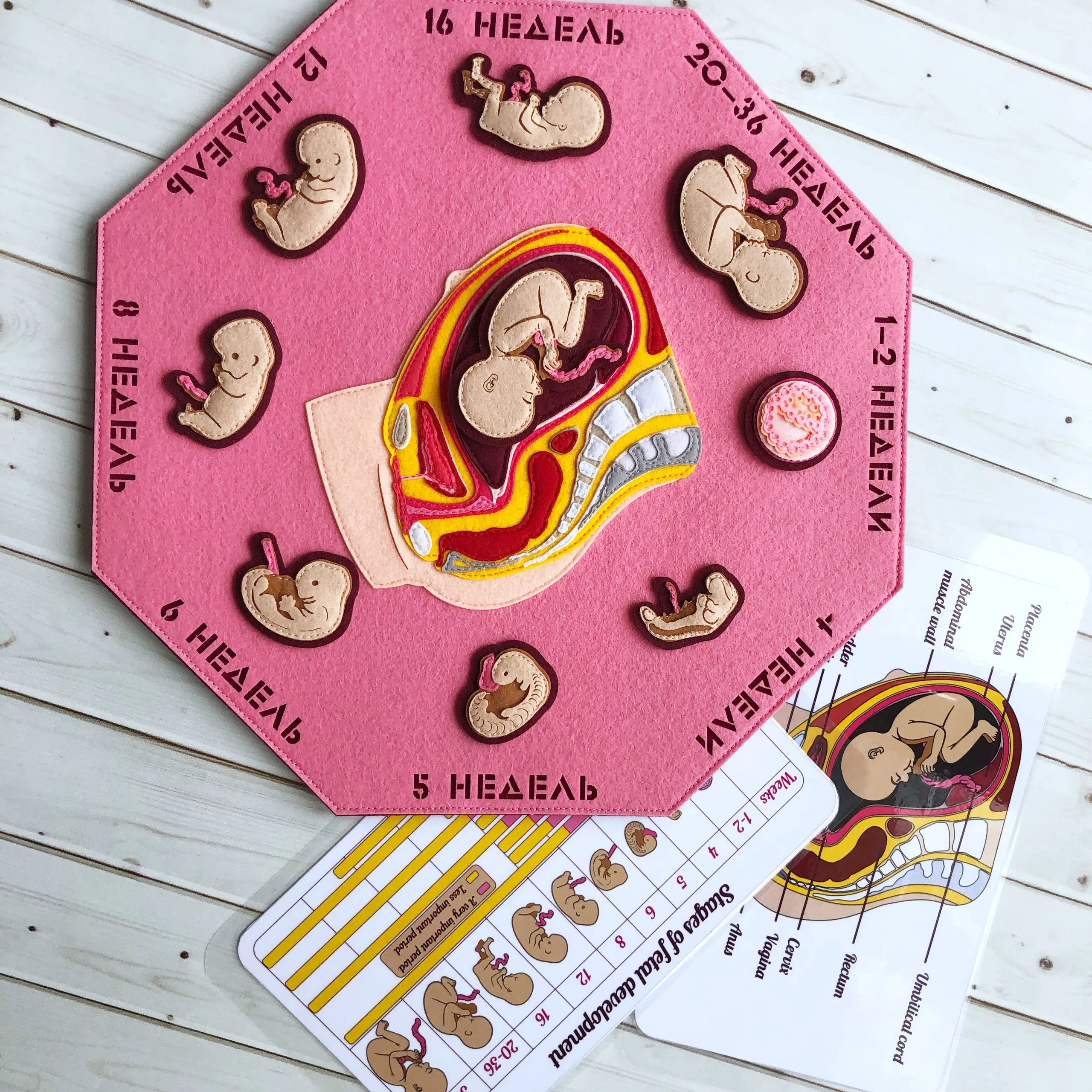 DEVELOPMENT HUMAN EMBRYO, Fetal development, Reproductive System ...