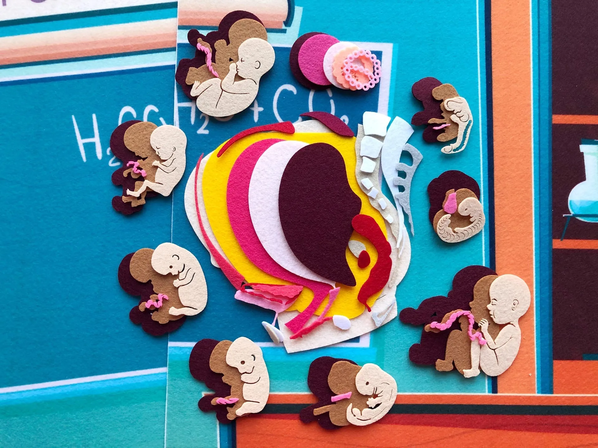 DEVELOPMENT HUMAN EMBRYO, Laser Cut Parts, Reproductive System, Anatomy ...