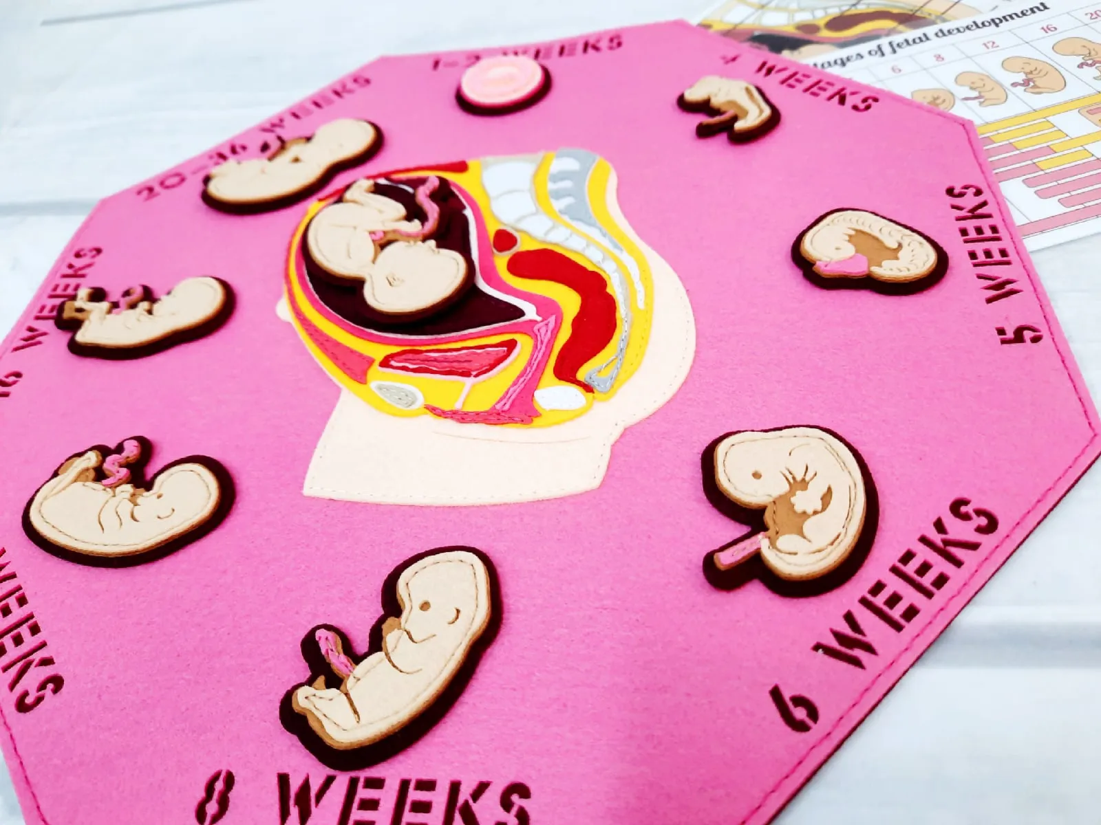 DEVELOPMENT HUMAN EMBRYO, Fetal development, Reproductive System ...