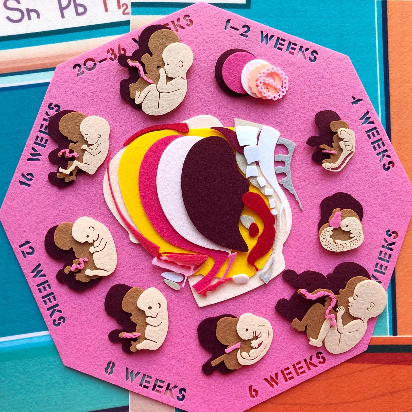 DEVELOPMENT HUMAN EMBRYO, Laser Cut Parts, Reproductive System, Anatomy ...