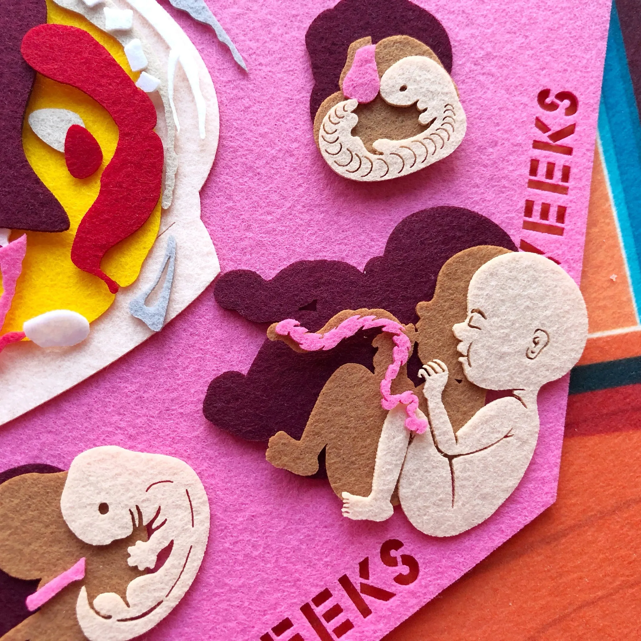 DEVELOPMENT HUMAN EMBRYO, Laser Cut Parts, Reproductive System, Anatomy ...