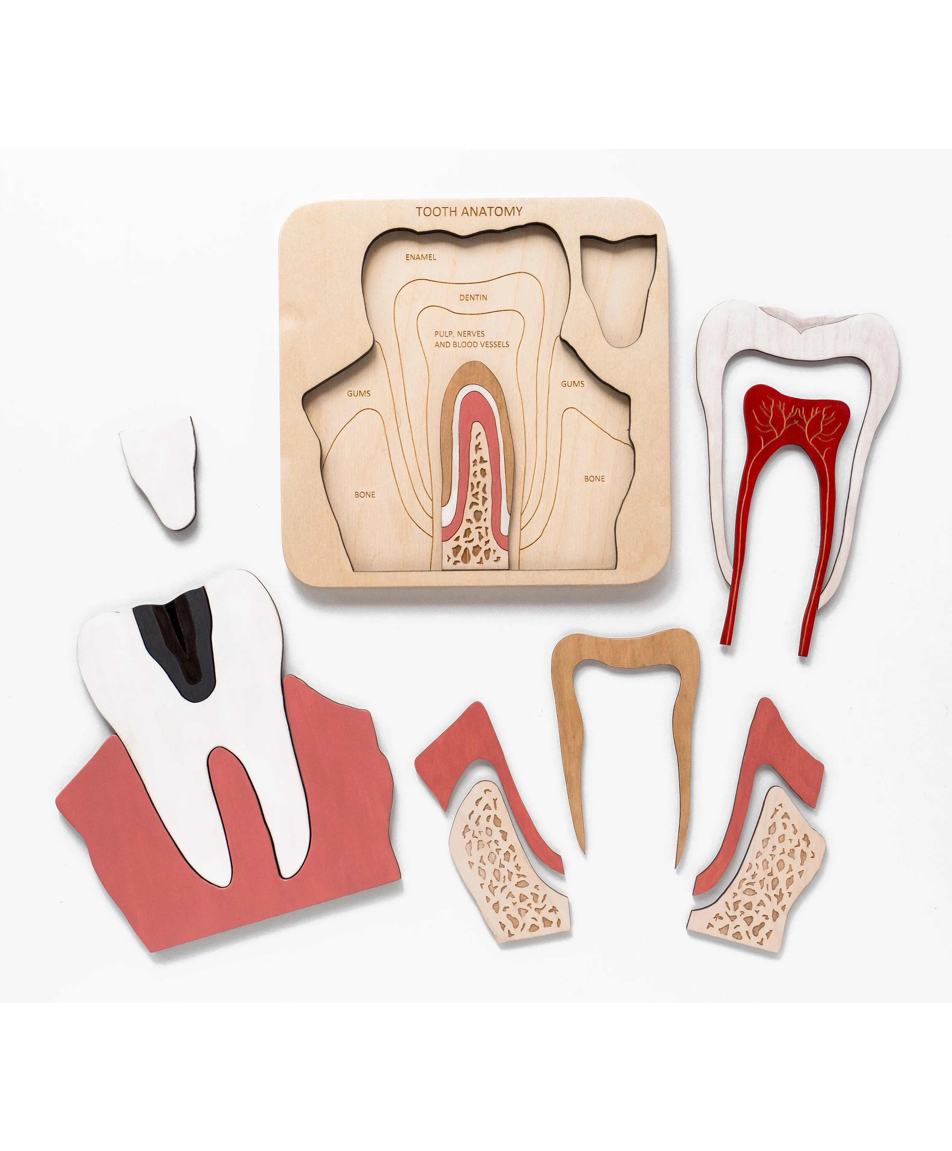 Wooden Tooth anatomy puzzle Montessori Wooden puzzle Anatomy game ...