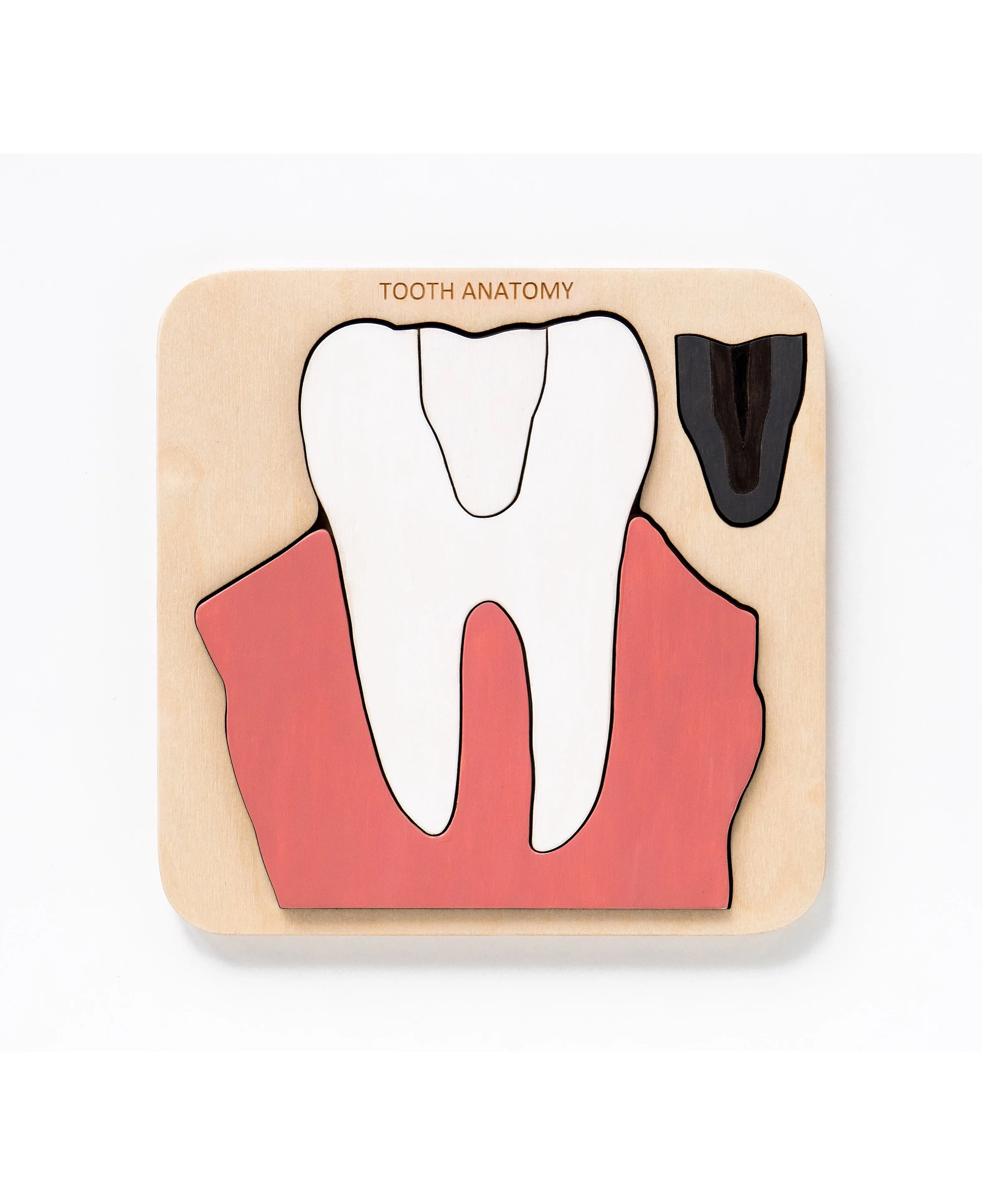 Wooden Tooth anatomy puzzle Montessori Wooden puzzle Anatomy game ...