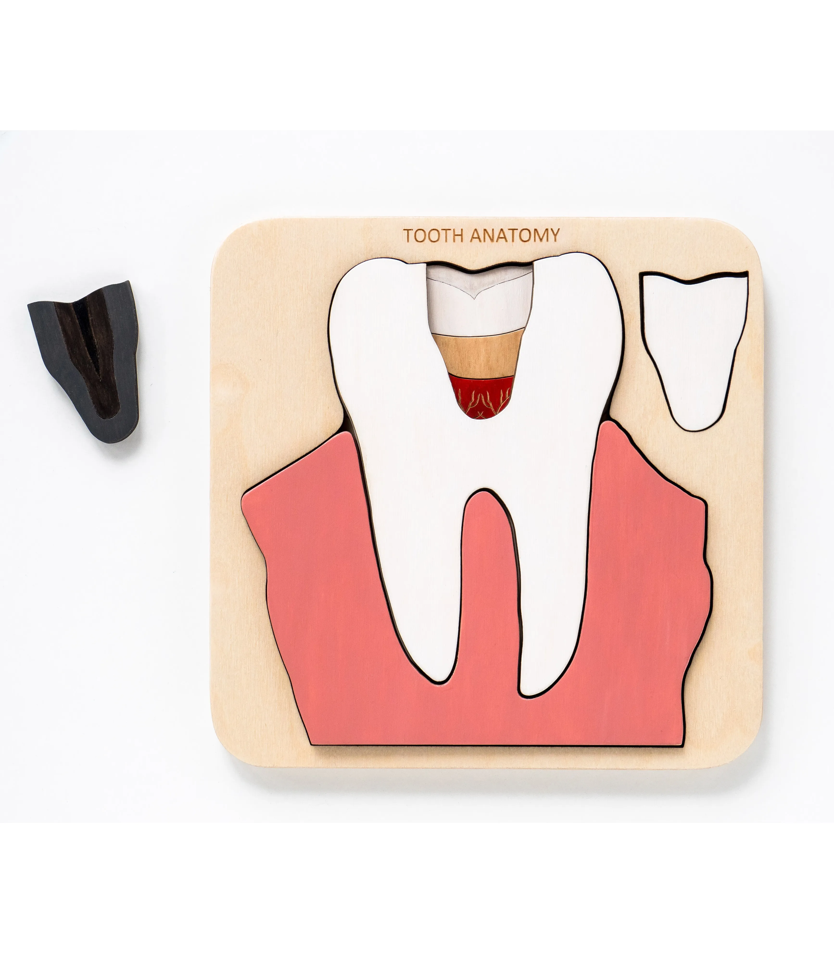 Wooden Tooth anatomy puzzle Montessori Wooden puzzle Anatomy game ...