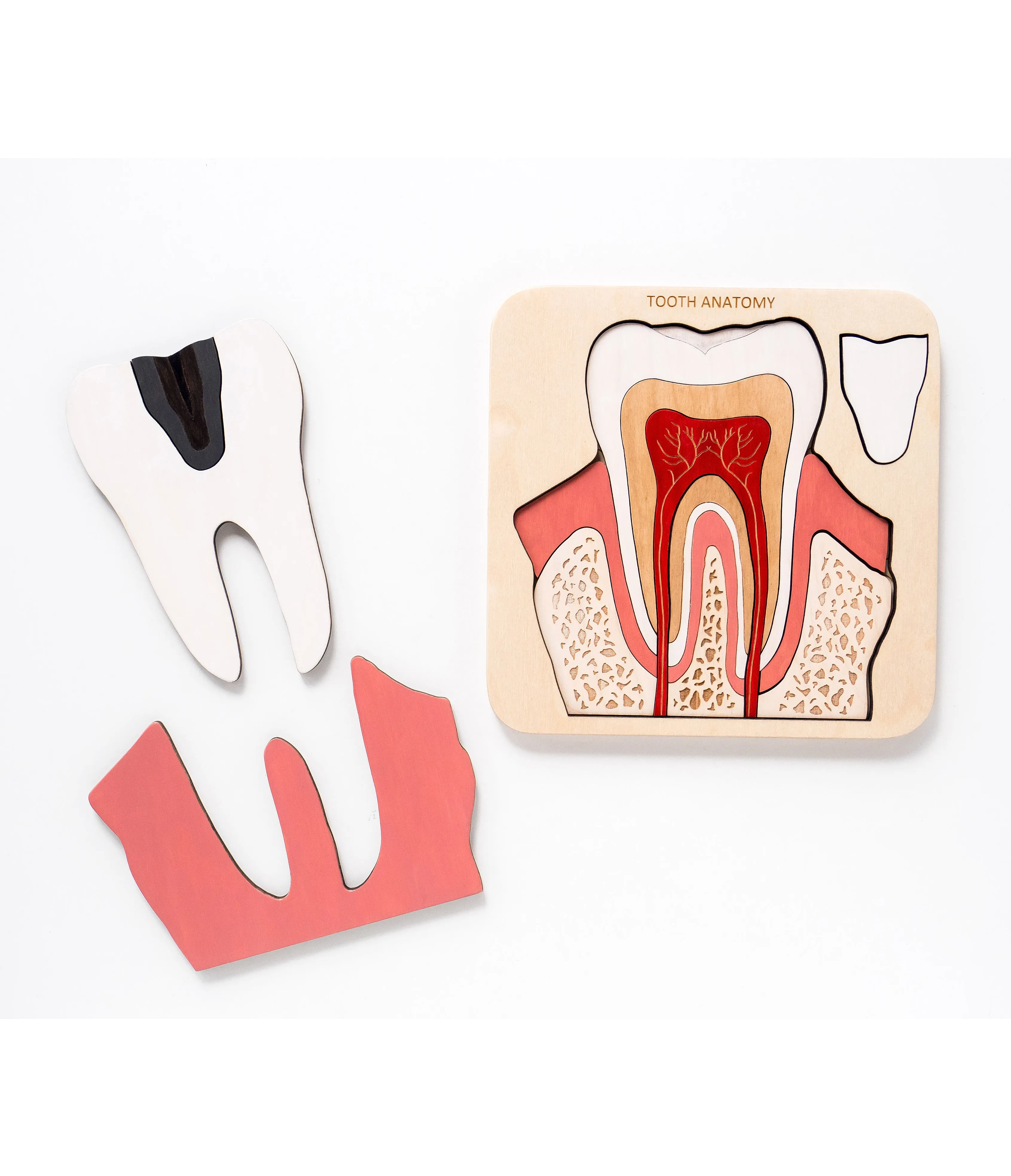 Wooden Tooth anatomy puzzle Montessori Wooden puzzle Anatomy game ...